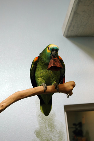 The Purring Parrot